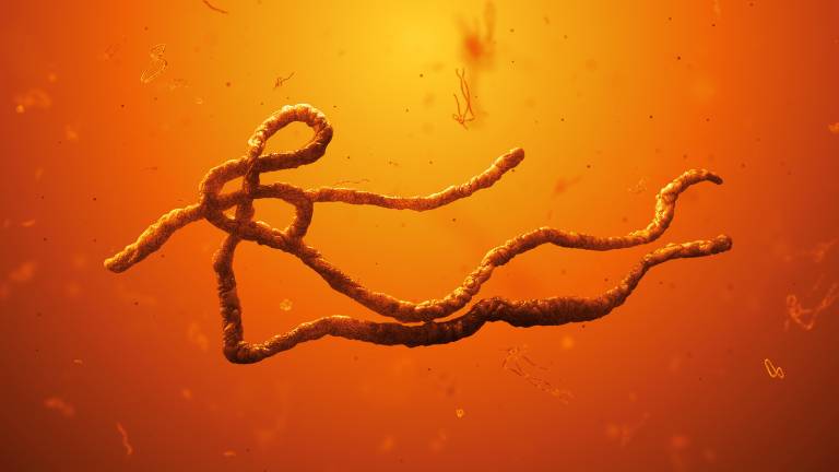 Glista ludzka – badanie z krwi, objawy, cykl rozwojowy, leczenie, dieta ...